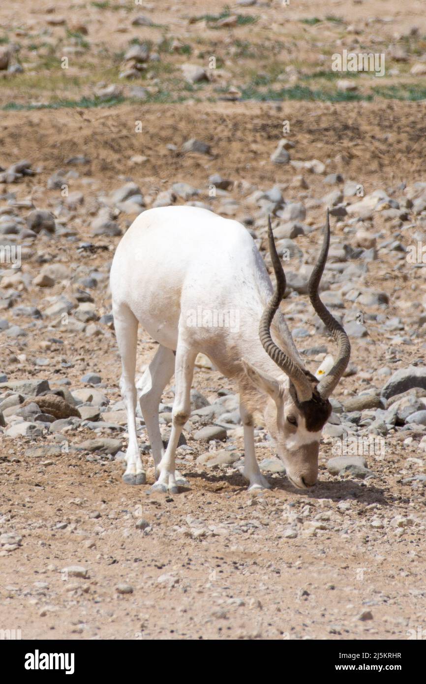 Desert Addax