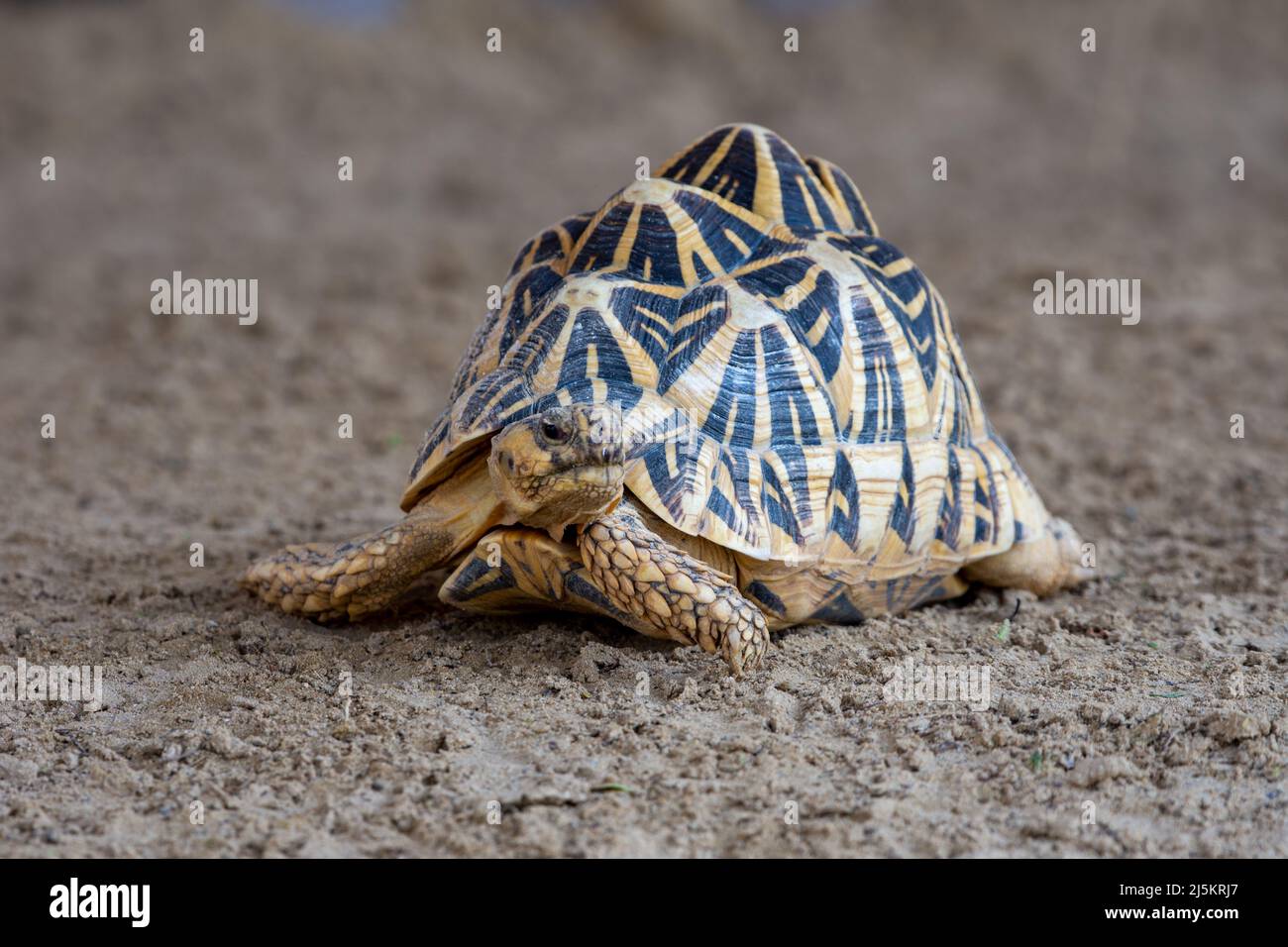 Indian star tortoise (Geochelone elegans) walks behind a rock in India ...