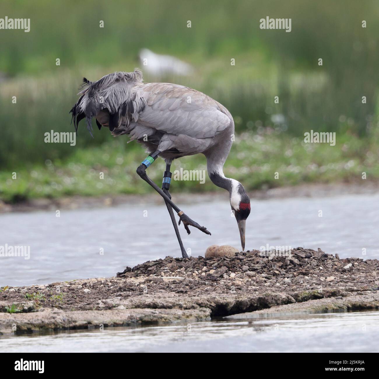 The great crane hi-res stock photography and images - Alamy