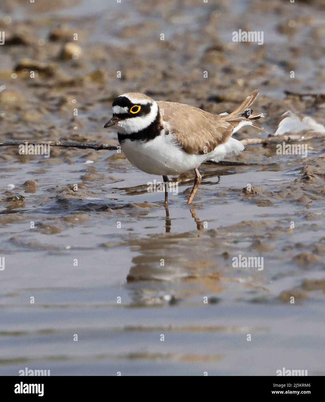 Little Ringed Plover in the Rushy at Slimbridge WWT Gloucestershire UK ...