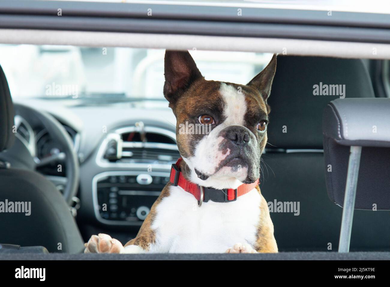 Funny Boston terrier in the back seat of a car going on vacation Stock ...