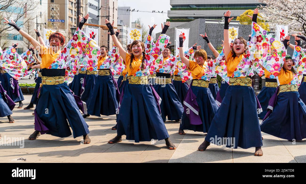 Japanese team of Yosakoi dancers dancing in colourful yukata tunics ...