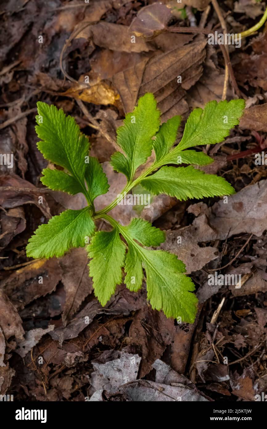 Cut-leaved Grape Fern, Sceptridium dissectum, in Woodland Park and ...