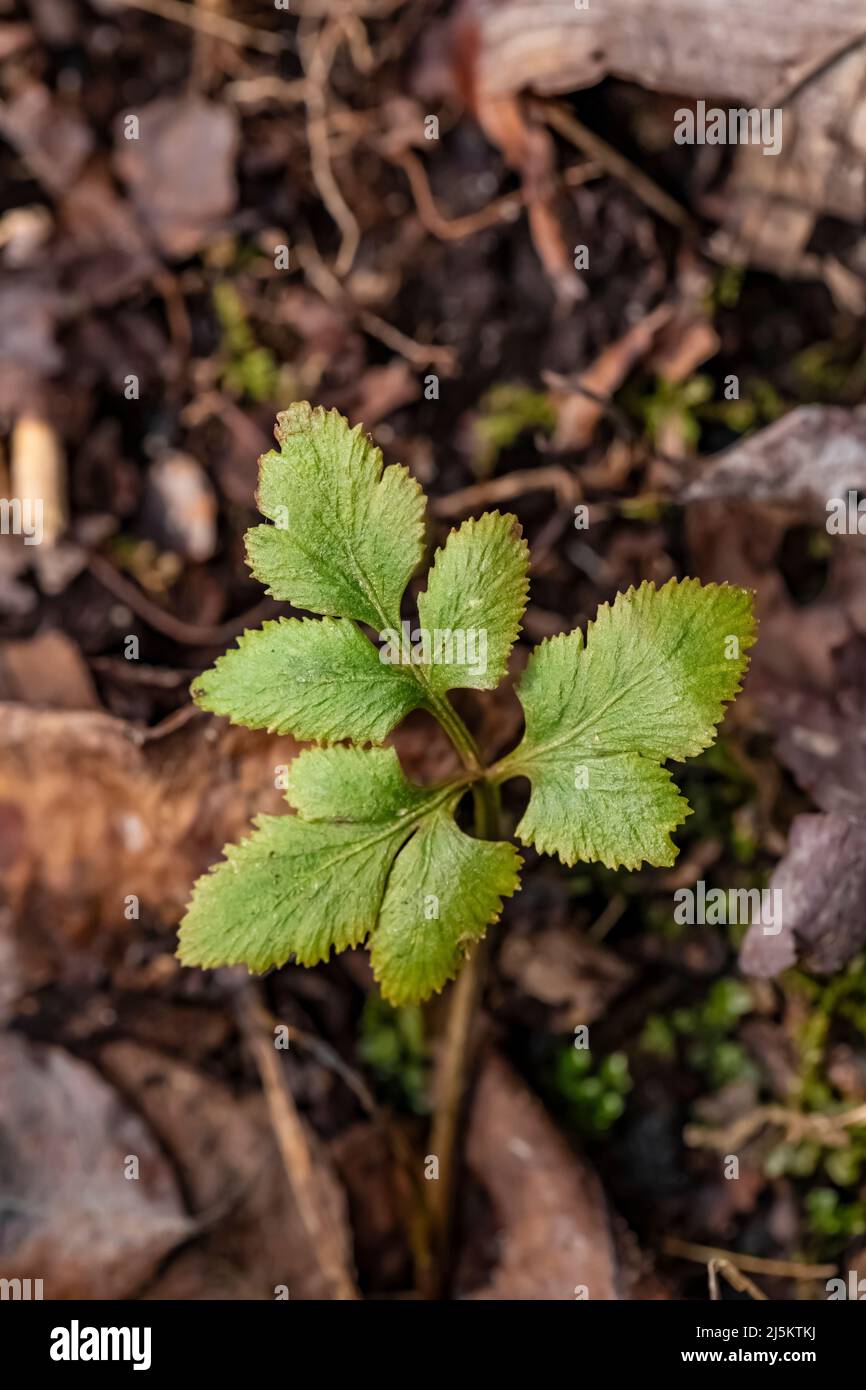 Cut-leaved Grape Fern, Sceptridium dissectum, in Woodland Park and ...