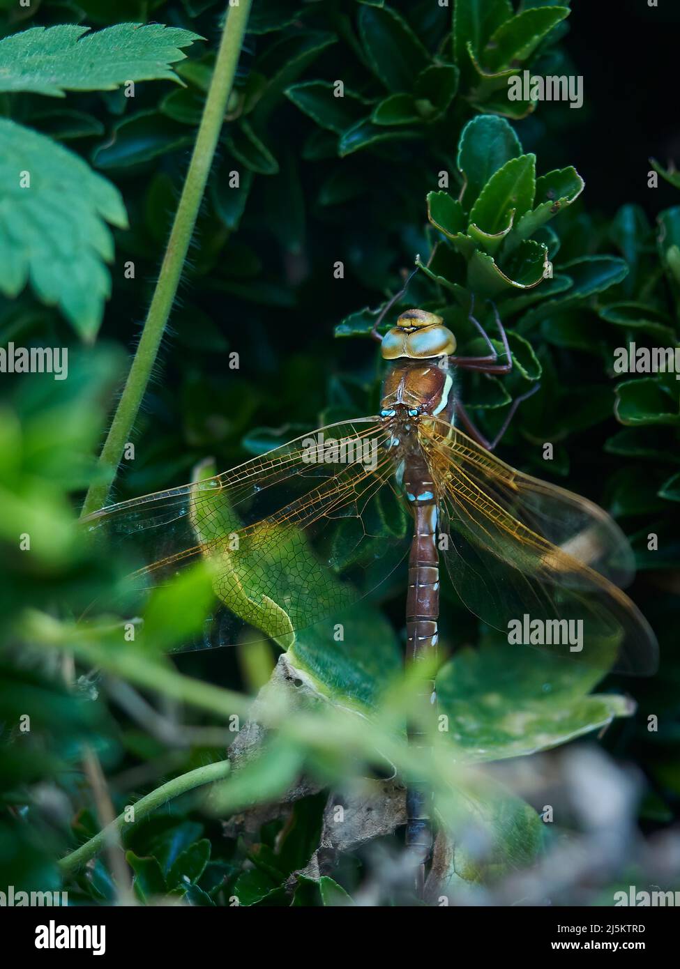 A brown hawker dragonfly, hidden amongst the leaves of a planter in the ...