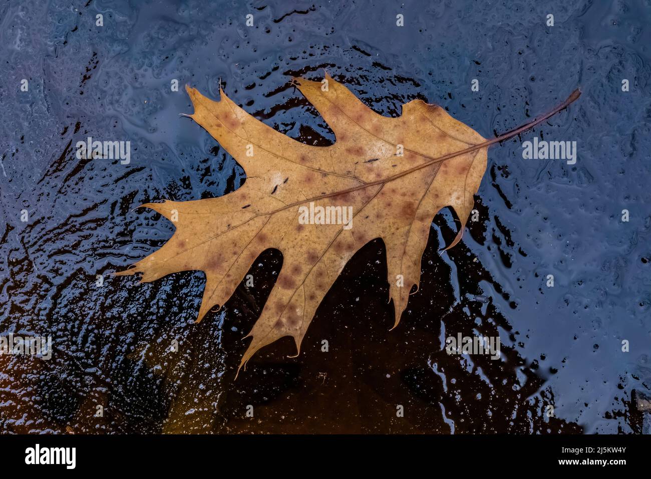 Red Oak leaf and ice on a vernal pond in Woodland Park and Nature ...