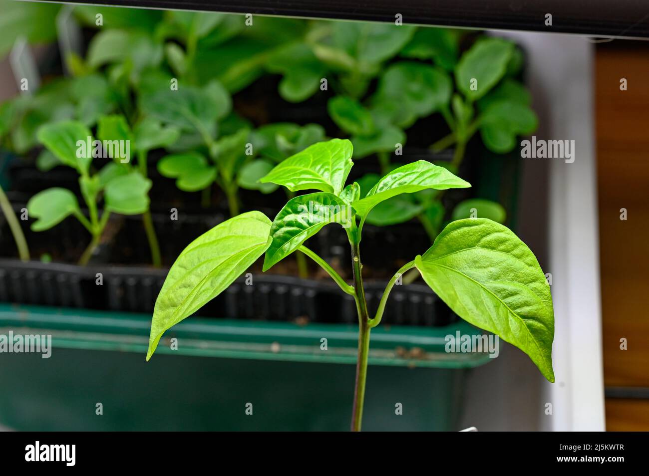 Pre cultivating hi-res stock photography and images - Alamy