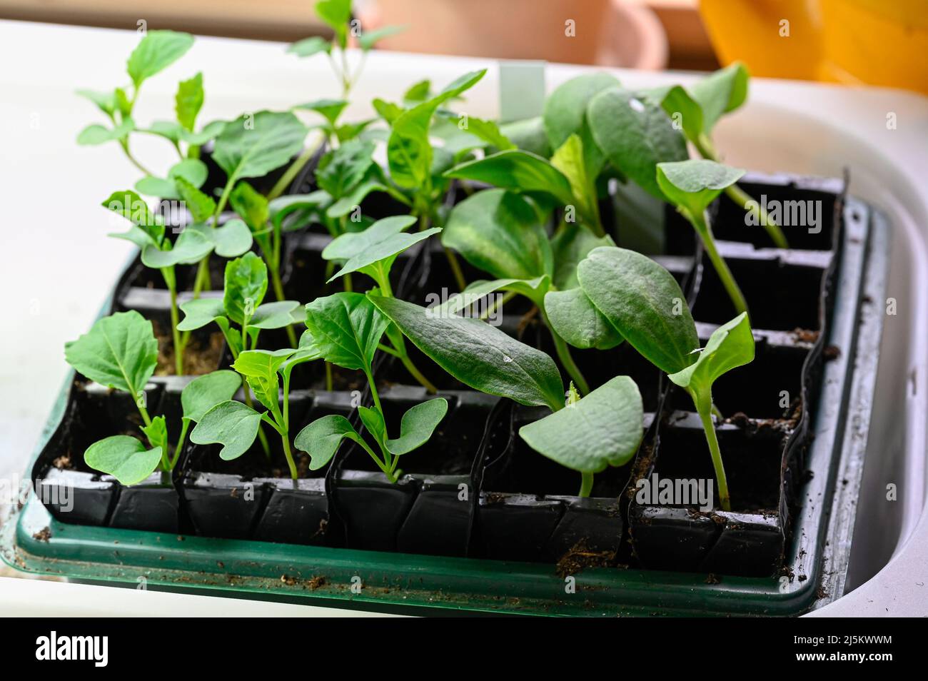 Pre cultivating hi-res stock photography and images - Alamy