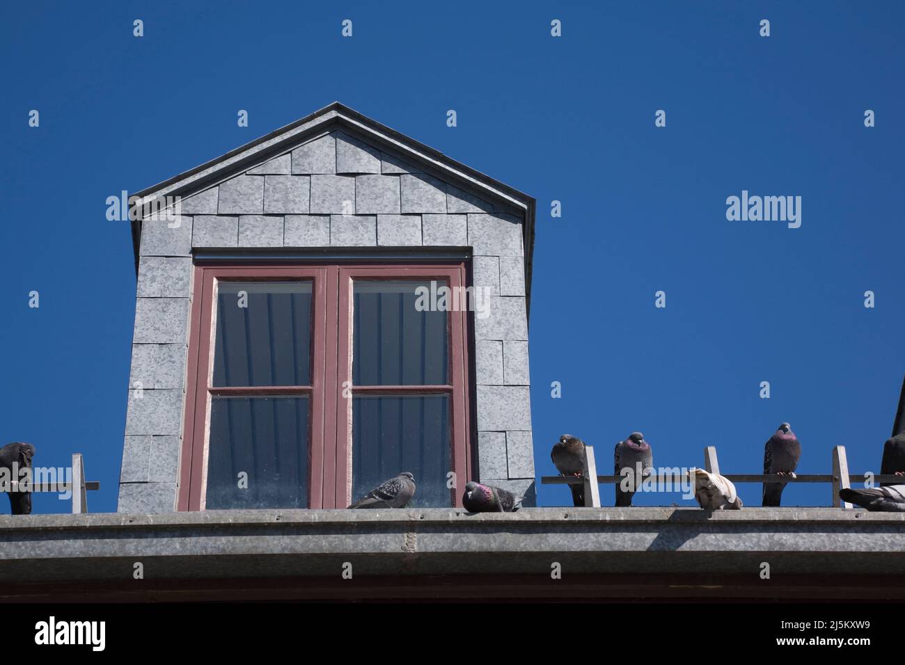 Pigeons roosting on a roof of an old architectural style building with ...