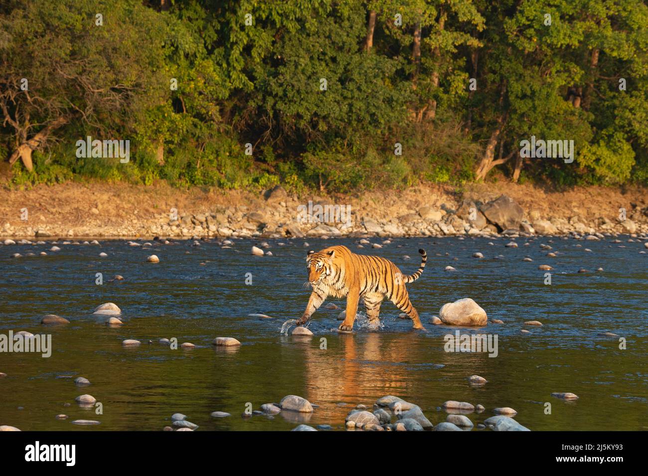 Tiger in their natural habitat hi-res stock photography and images - Alamy