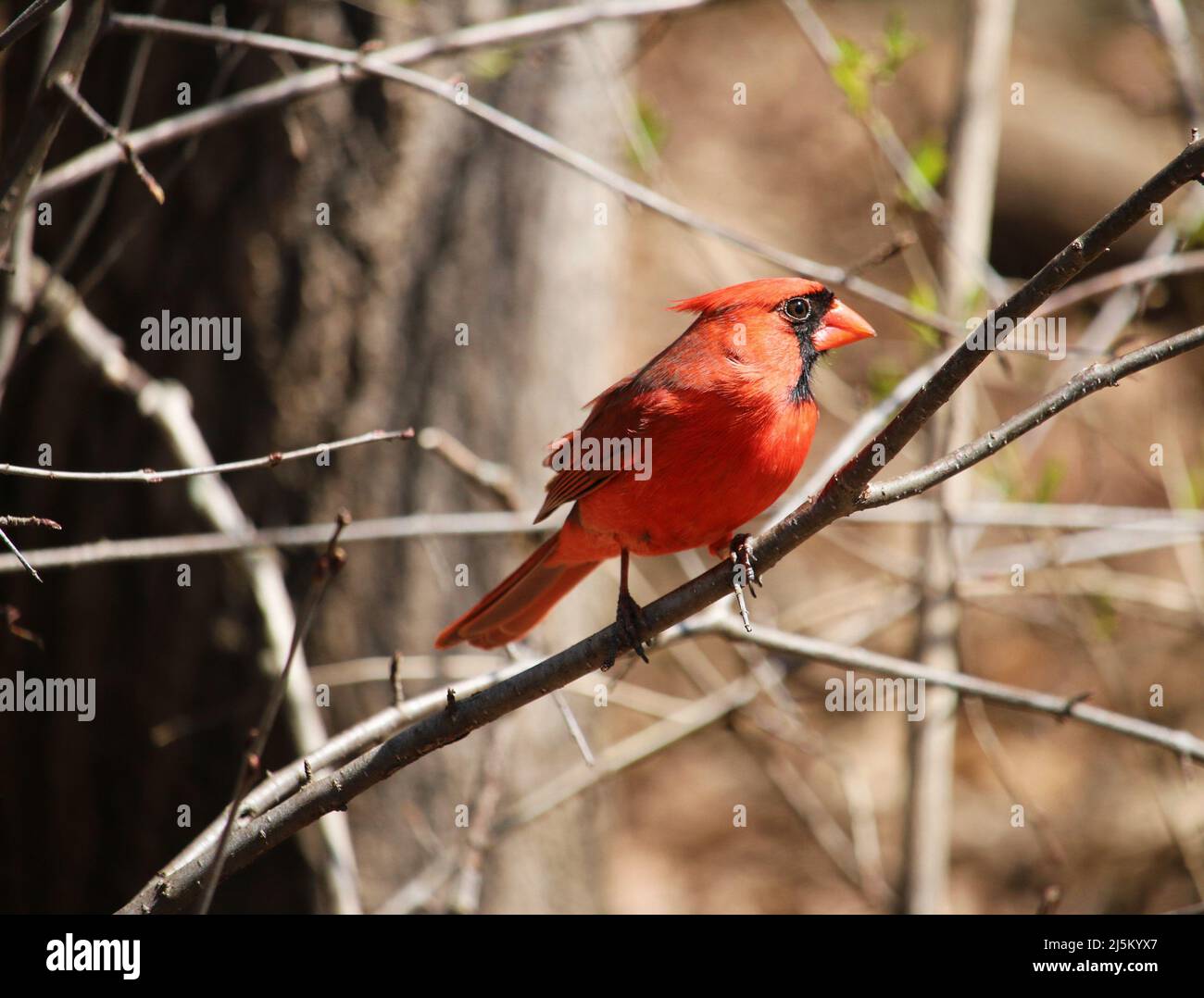 Seven subspecies hi-res stock photography and images - Alamy