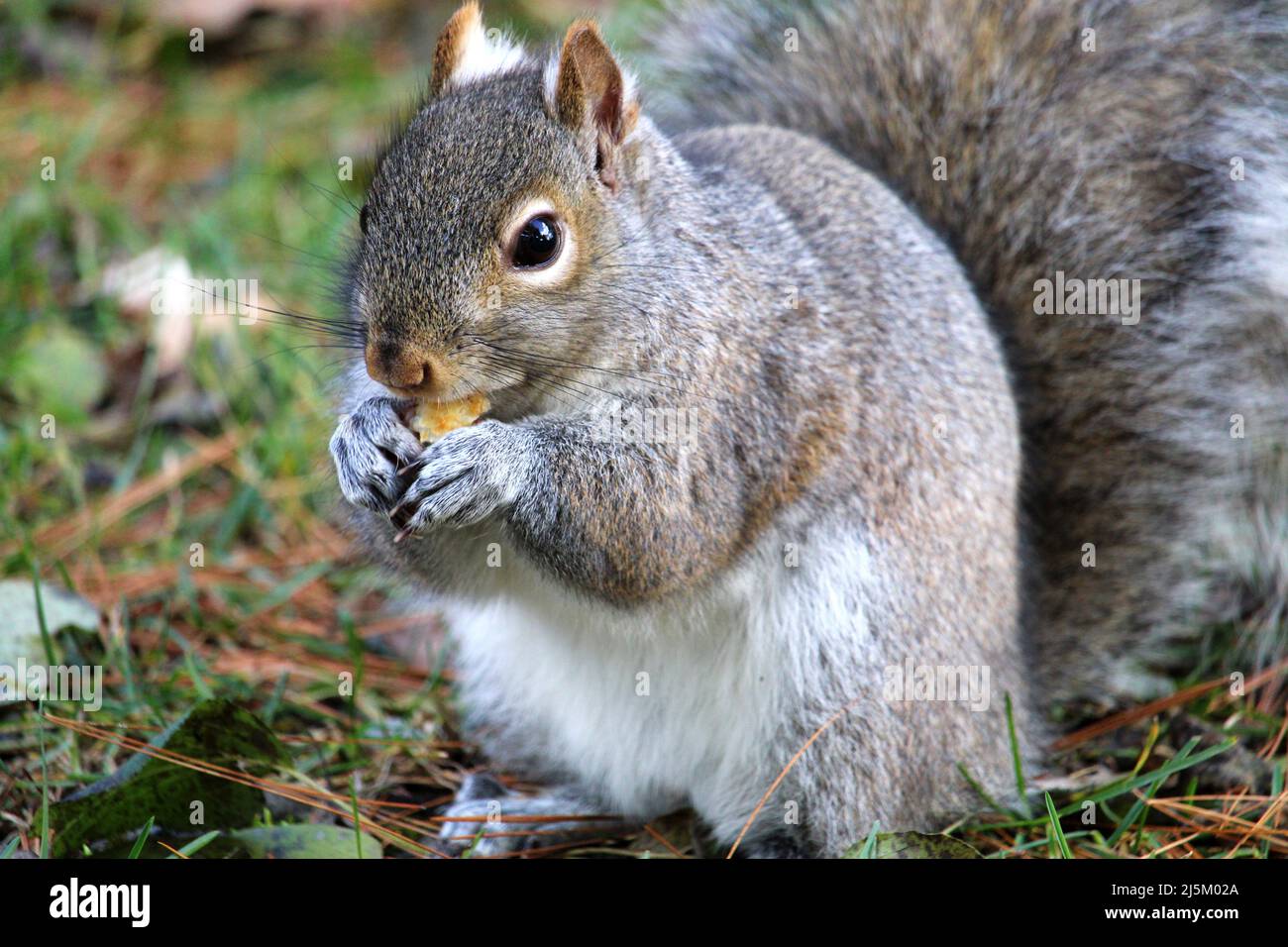 Squirrel meat hi-res stock photography and images - Alamy