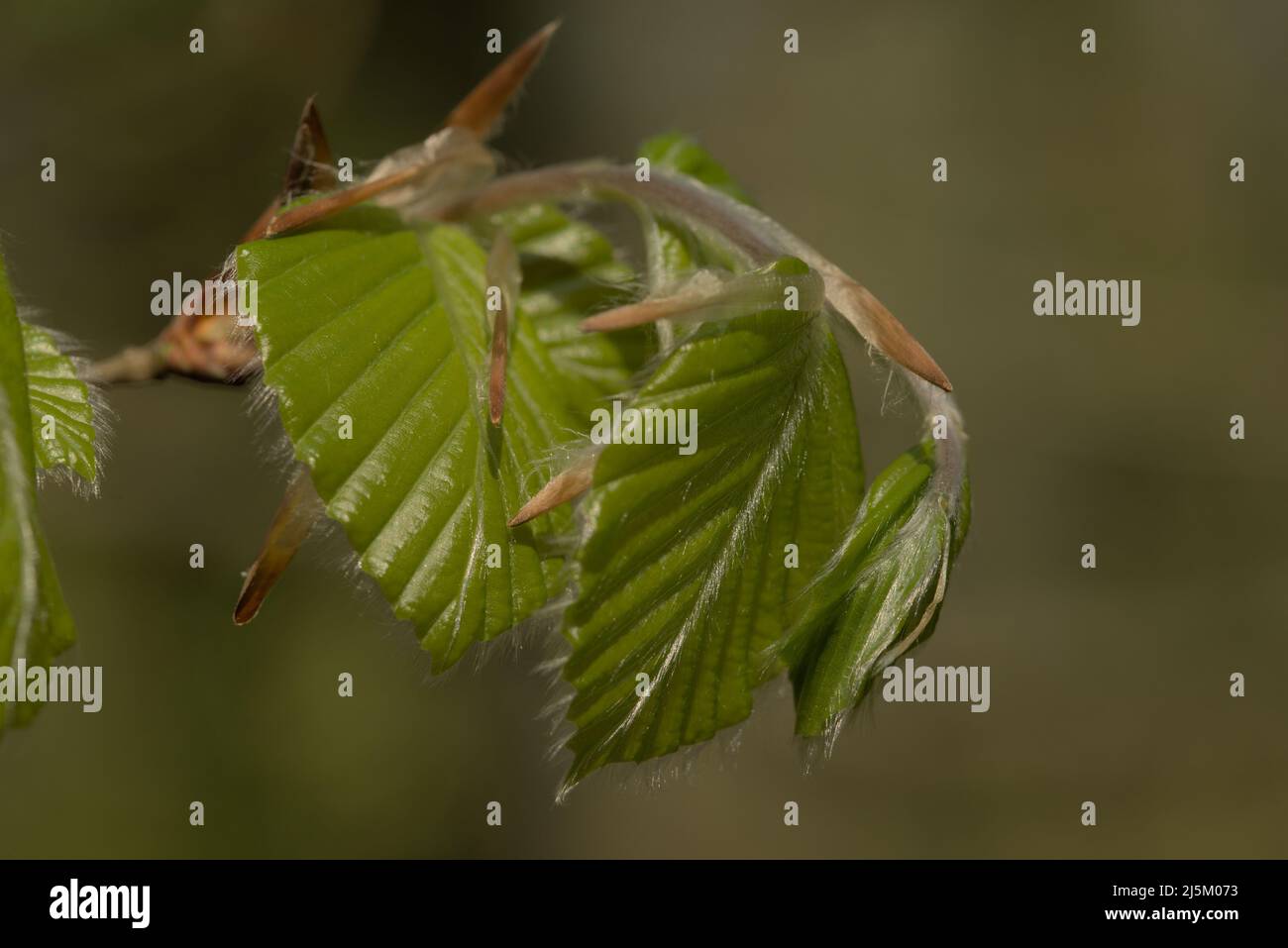 Young beech leaved Fagus Sylvatica Stock Photo - Alamy