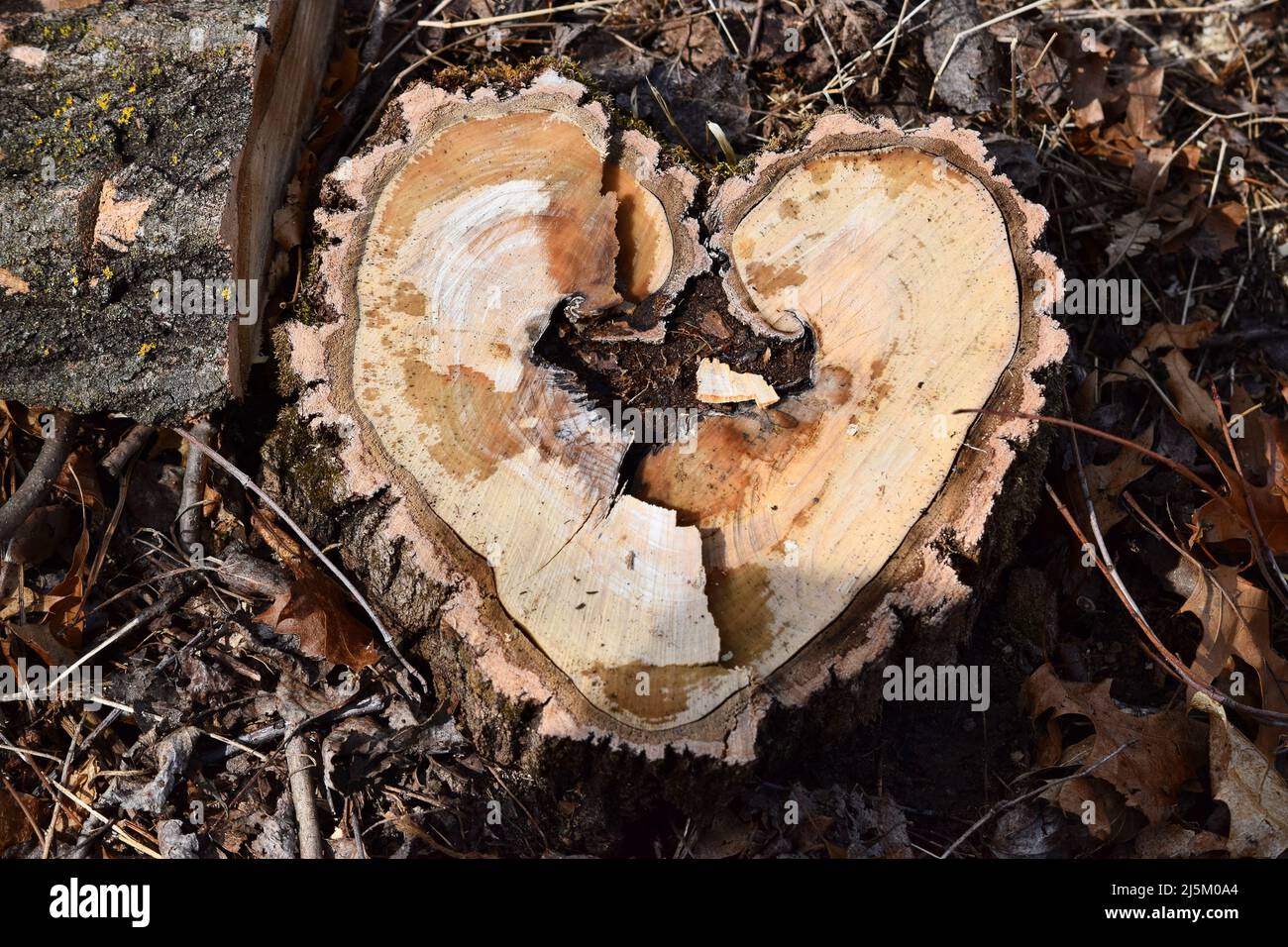 A uniquely heart shaped tree stump on a hiking trail at a local county ...