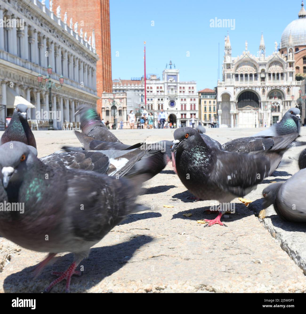urban pigeons in San Marco square in Venice in Northern Italy with very ...