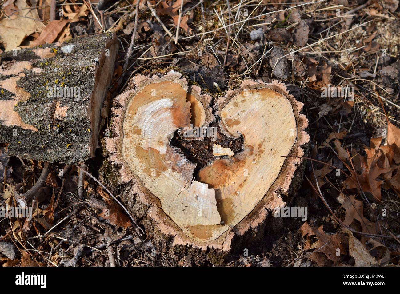 A uniquely heart shaped tree stump on a hiking trail at a local county ...