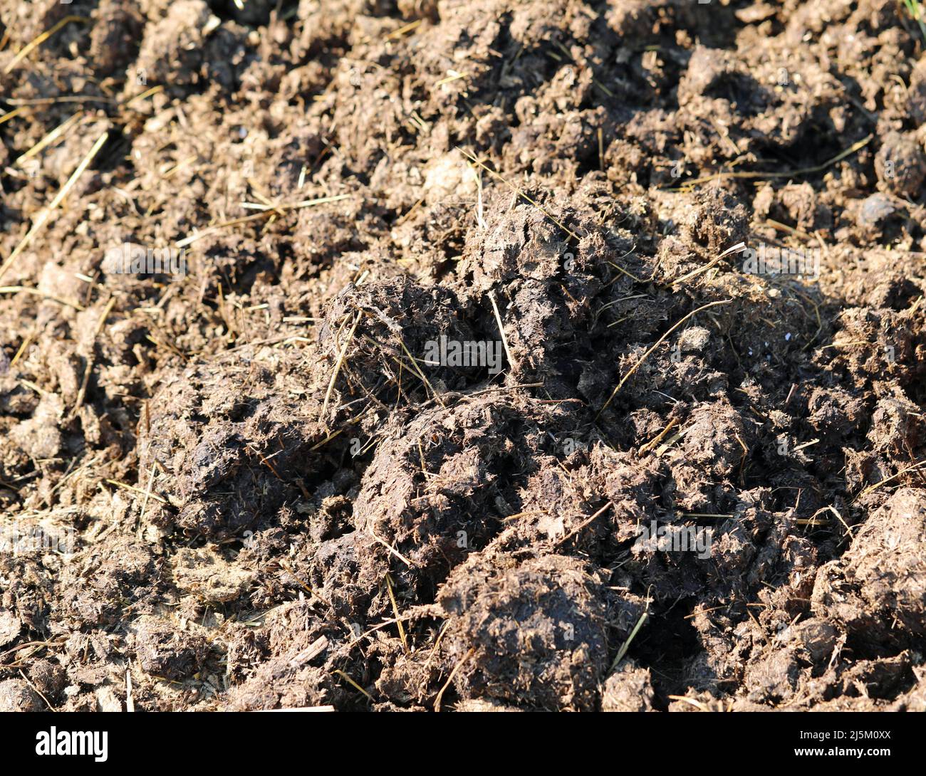 background of fresh brown manure just spread in the field to fertilize ...