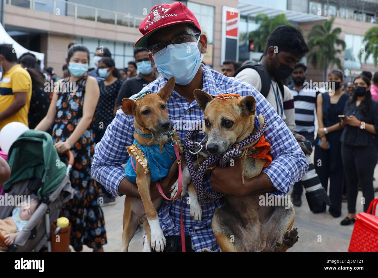 Indiandogs hi-res stock photography and images - Alamy