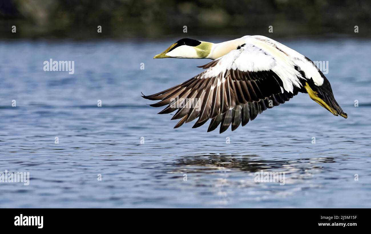 Common Eider Duck Stock Photo - Alamy