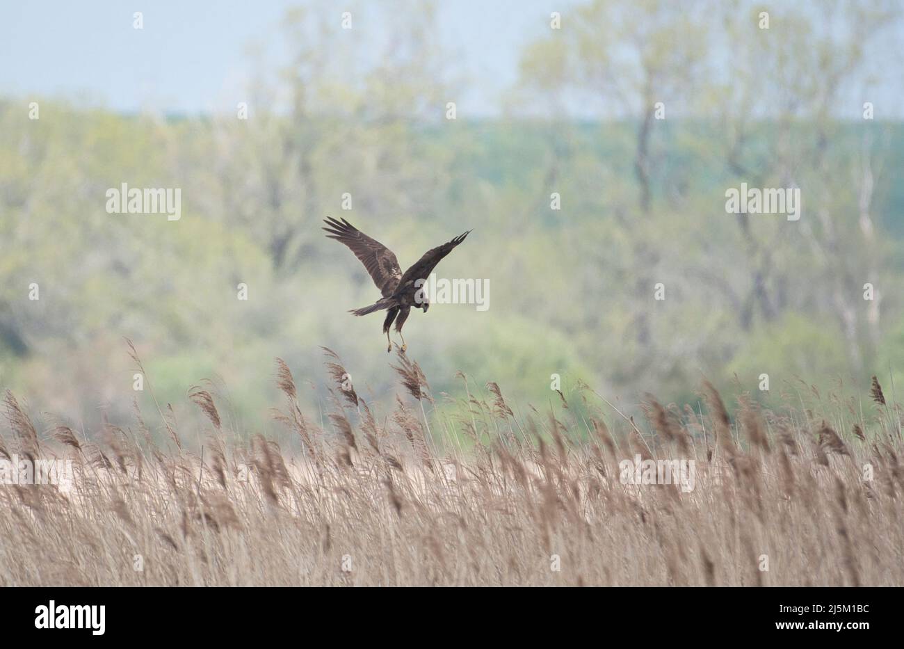 Female marsh harrier (Circus aeruginosus) in flight above reed bed ...