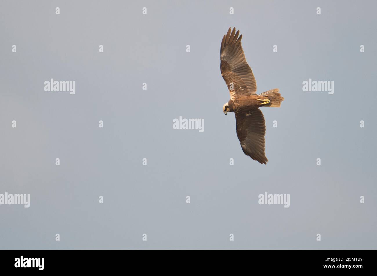Female marsh harrier (Circus aeruginosus) in flight Stock Photo - Alamy