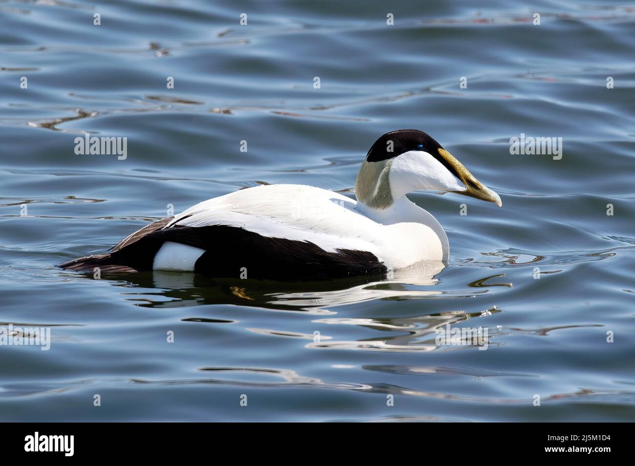Common Eider Duck Stock Photo - Alamy