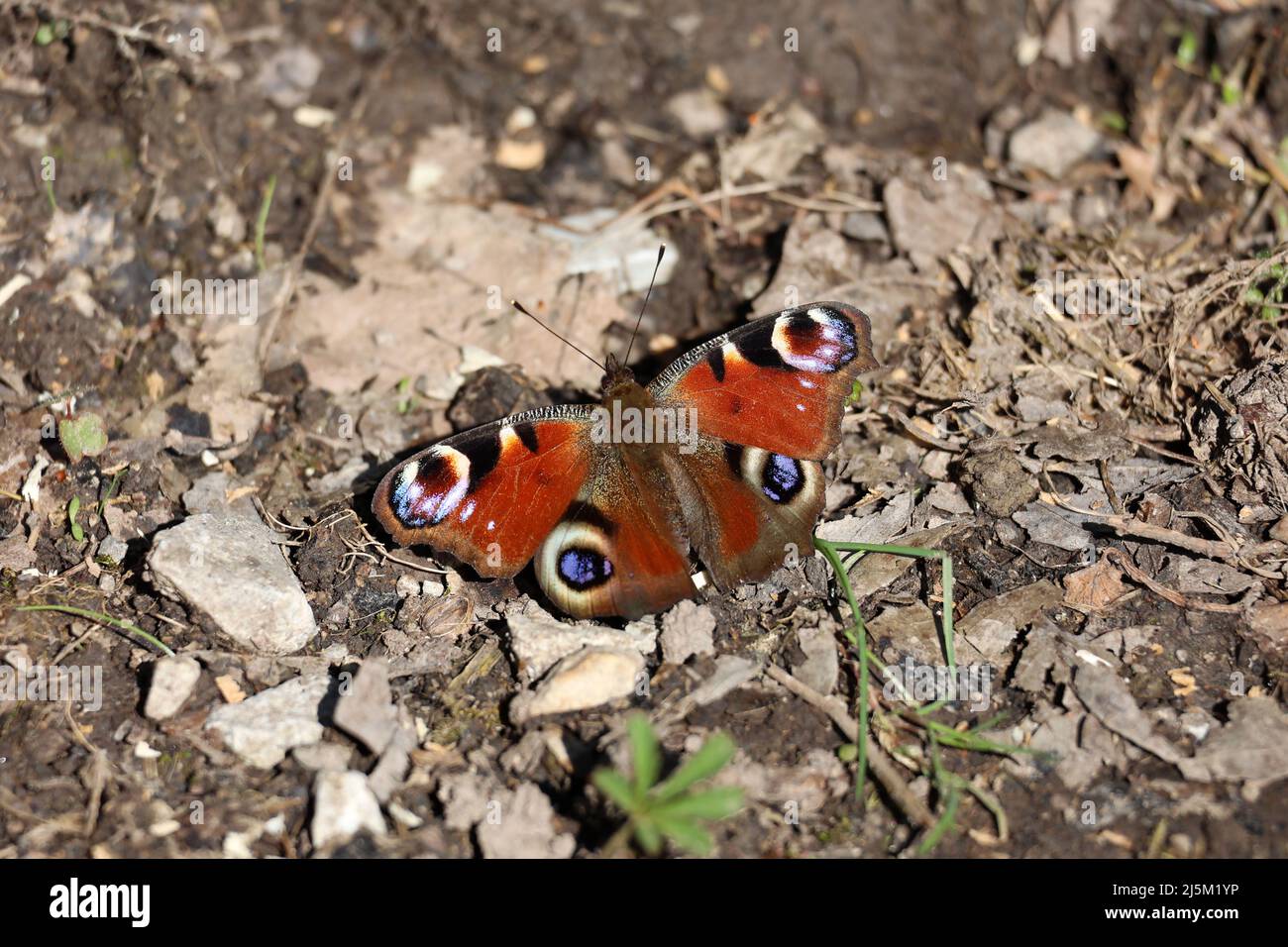 The European peacock, known as the peacock butterfly, is a colorful ...