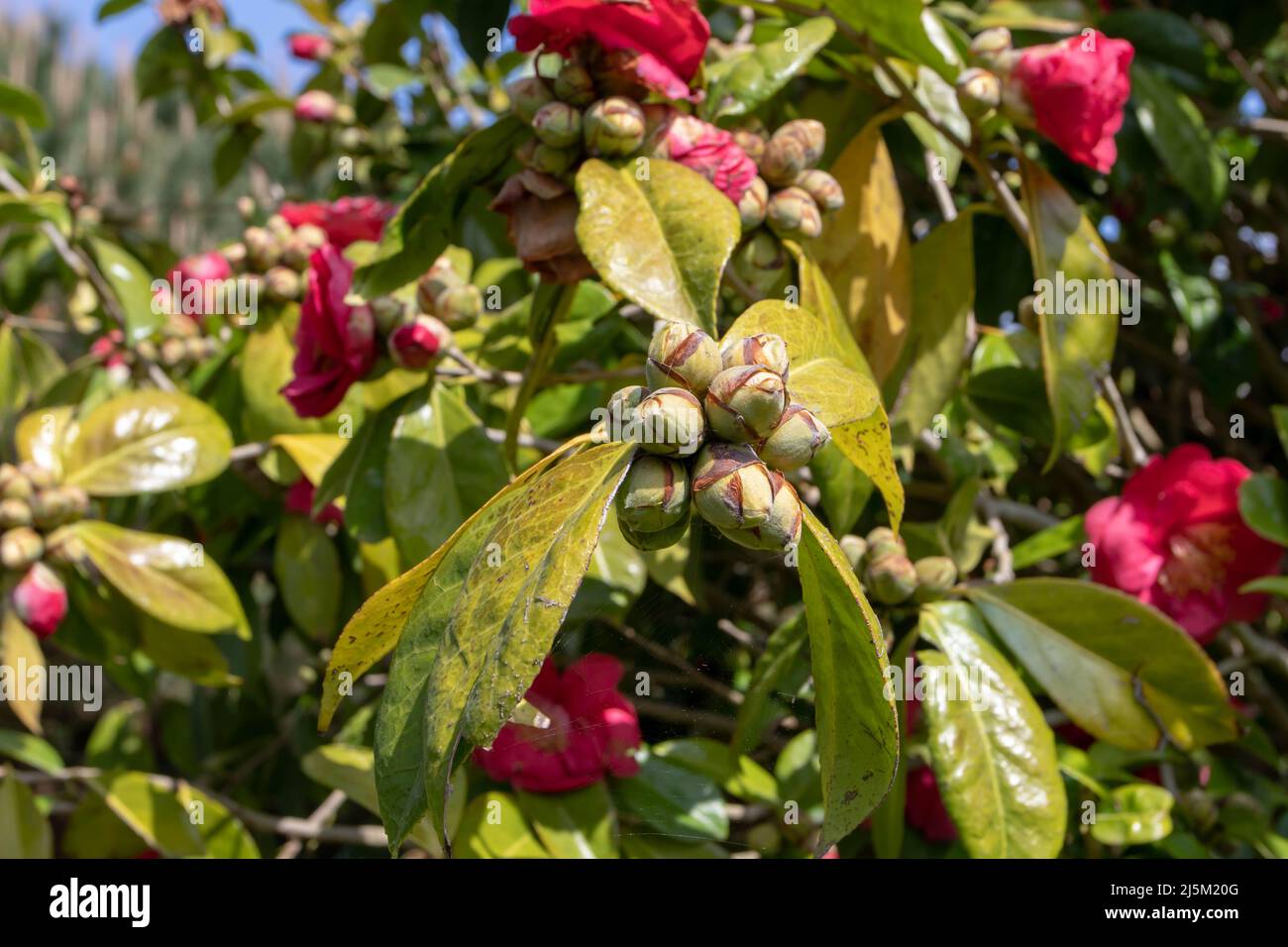 Camellia japonica or japanese tsubaki abundant flowers buds Stock Photo ...