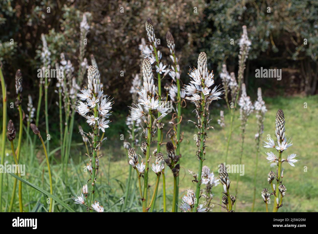 Asturias meadow wild flowers hi-res stock photography and images - Alamy