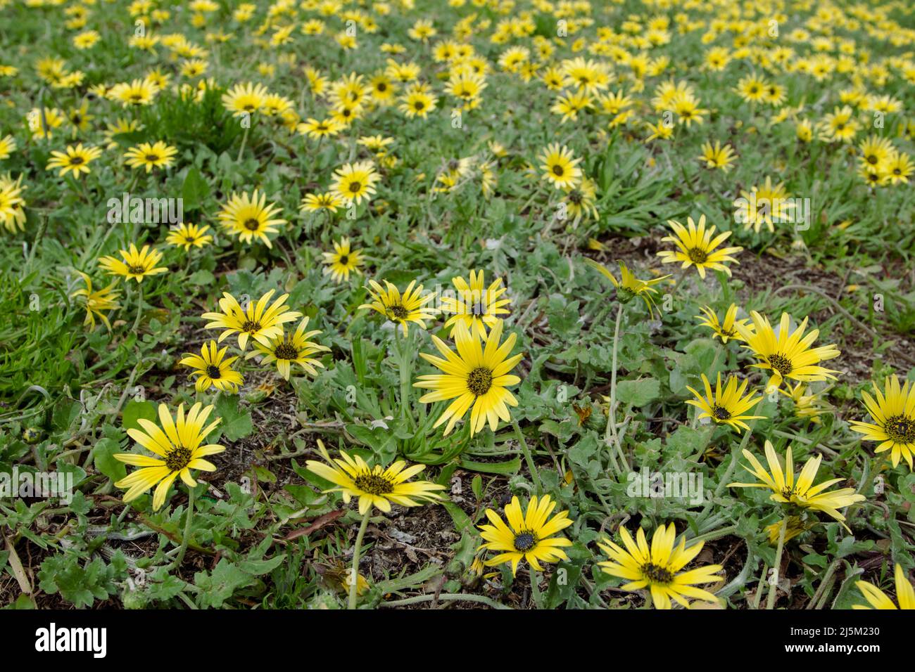 Plain treasureflower hi-res stock photography and images - Alamy