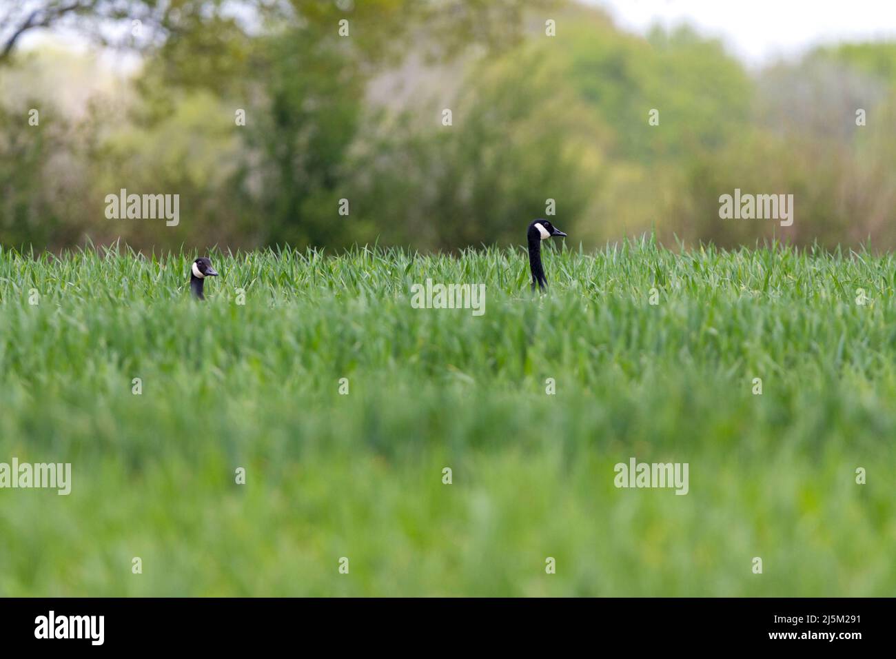 Heads and necks showing above green corn hi-res stock photography and ...