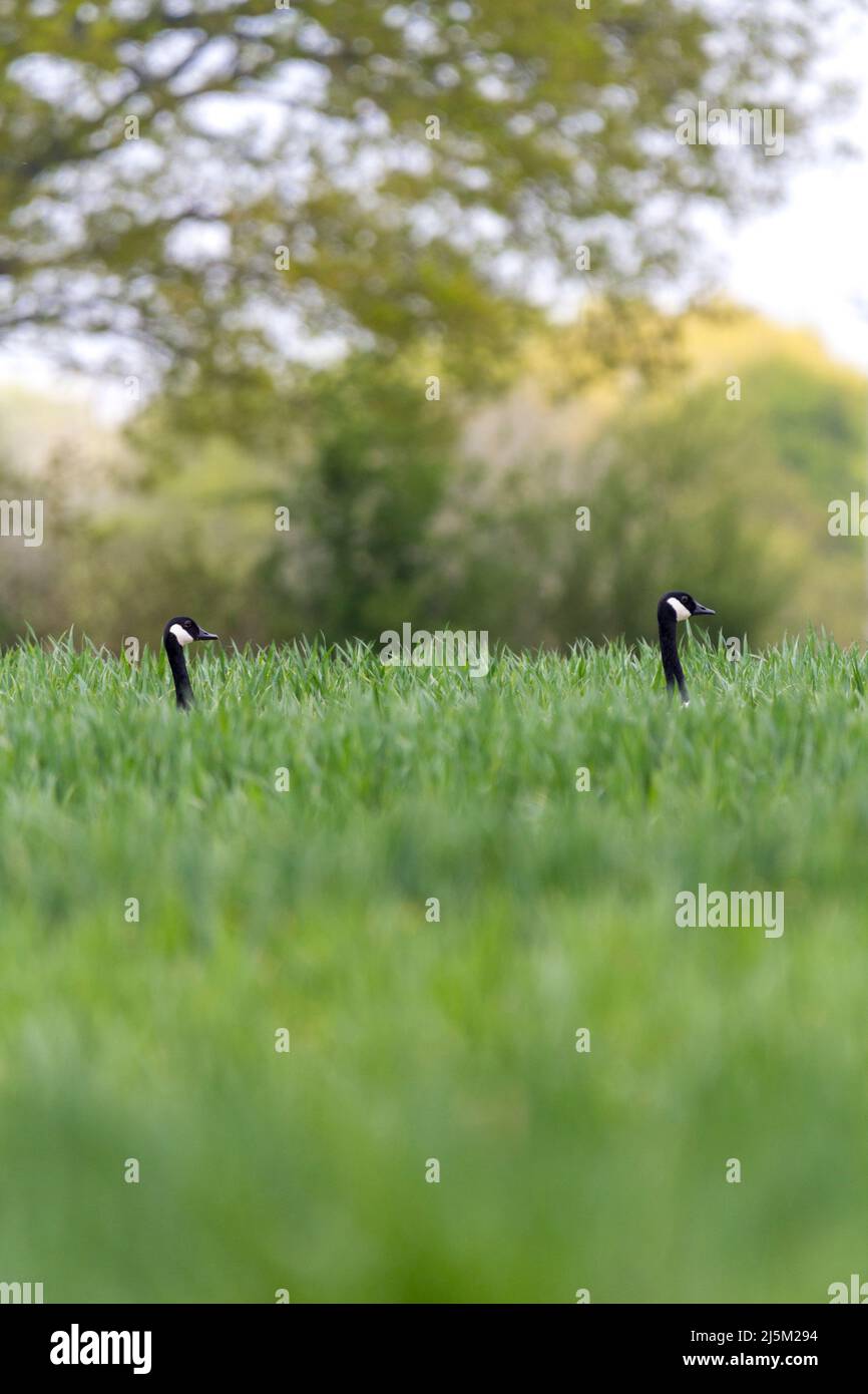 Heads and necks showing above green corn hi-res stock photography and ...