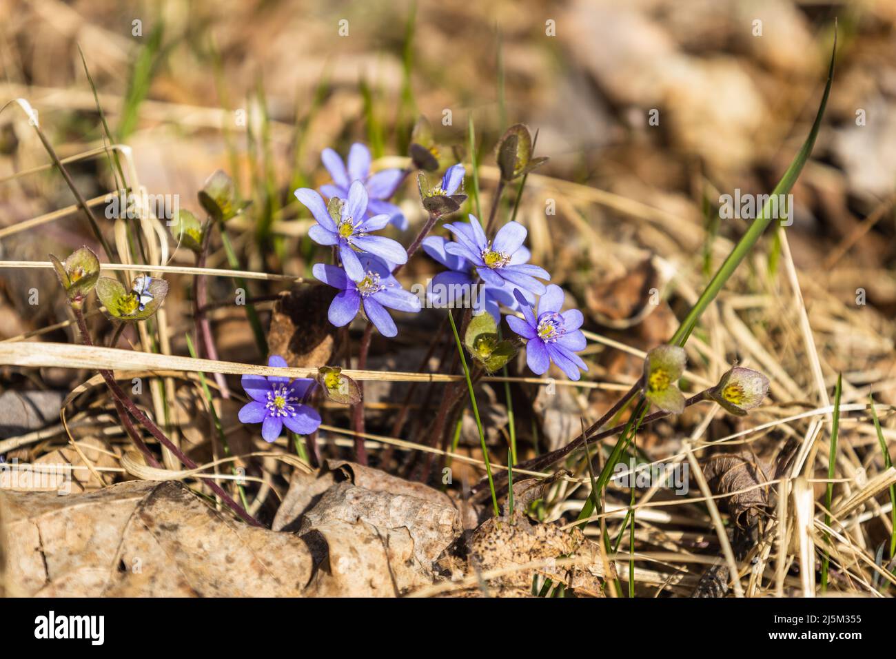 First spring blue flower hi-res stock photography and images - Alamy