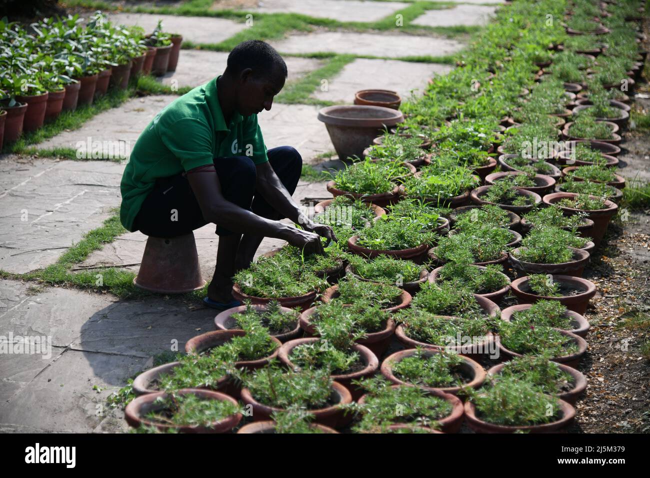Flowering plants of bengal hi-res stock photography and images - Alamy