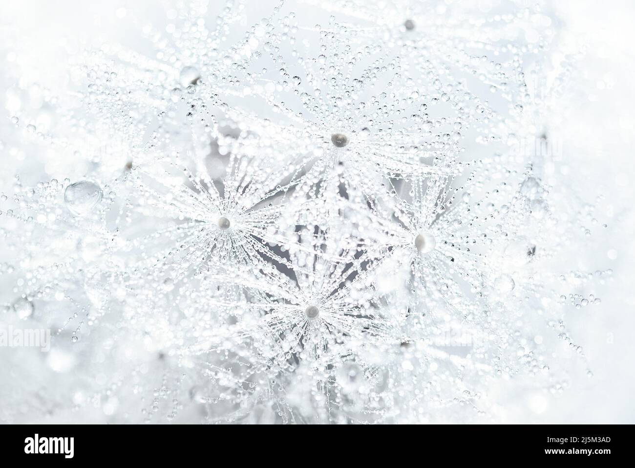 Beautiful dew drops on dandelion seed macro. Beautiful soft blue ...