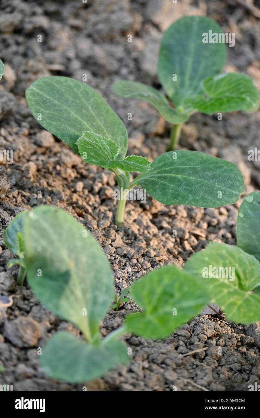 closeup the bunch ripe green round gourd vine plant seedling and soil ...
