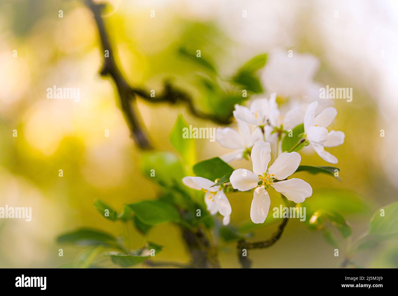 Apple flower hi-res stock photography and images - Alamy