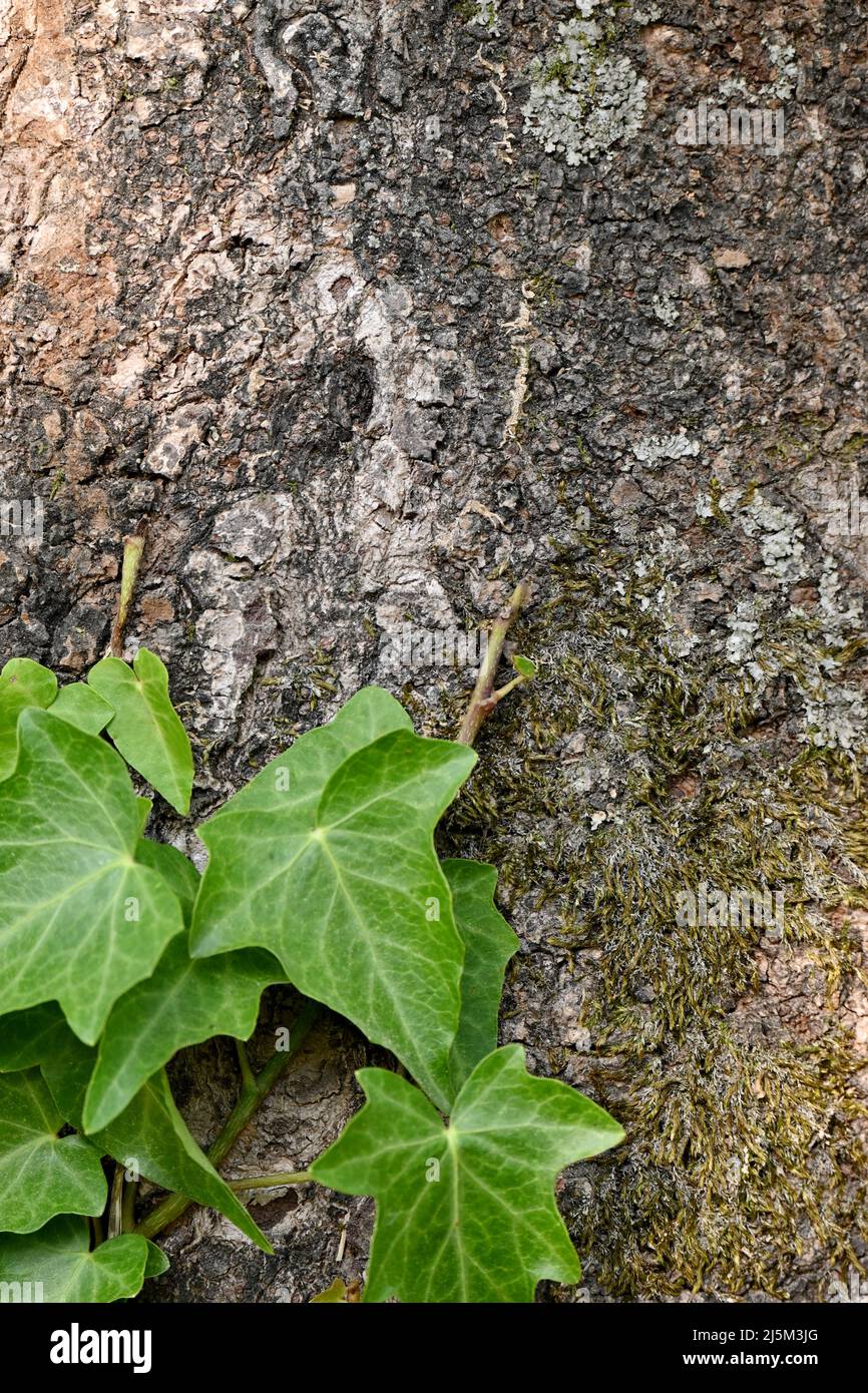 closeup the ripe green vine leaves with brown tree soft focus natural ...