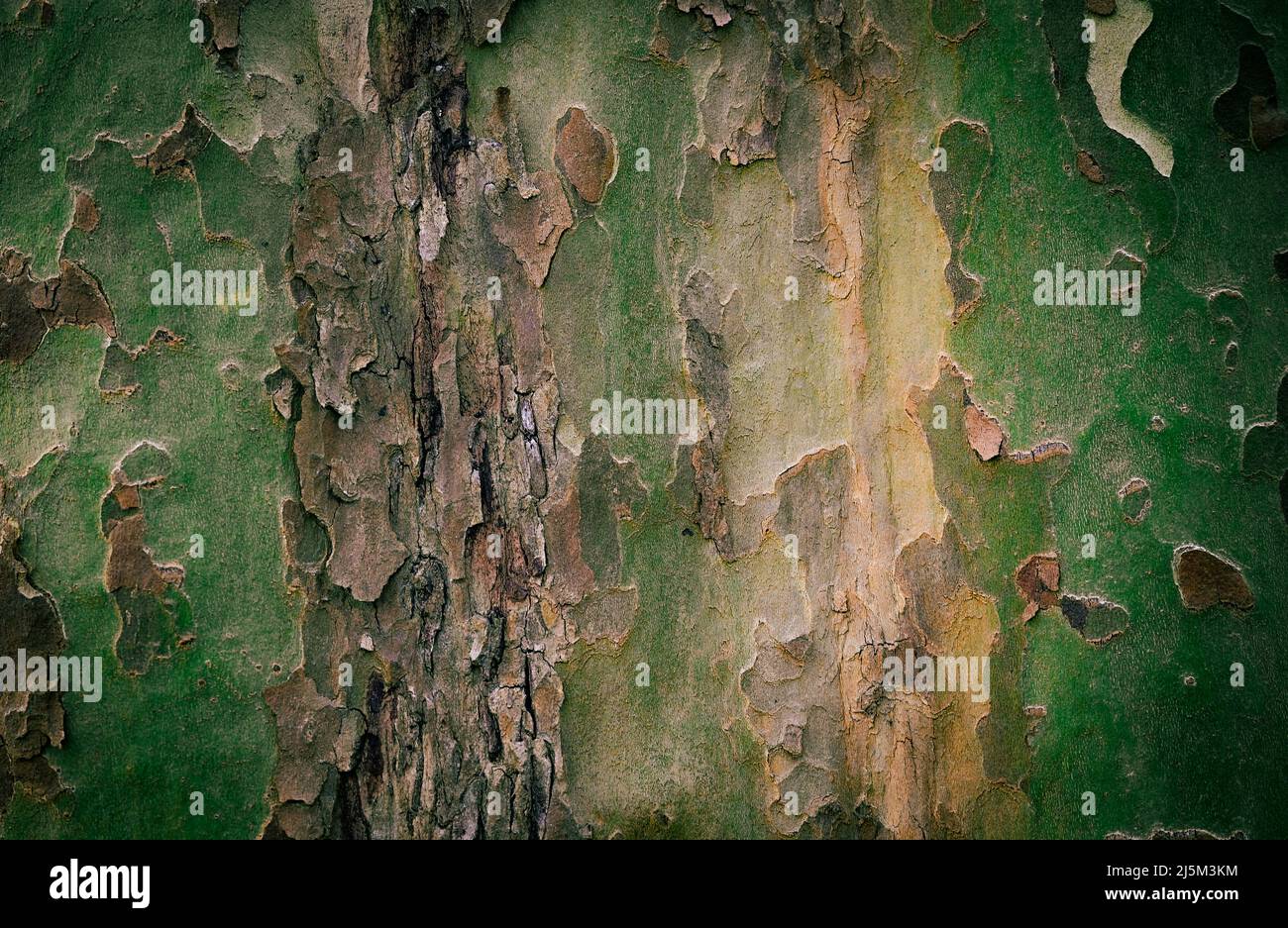 Skin of tree hi-res stock photography and images - Alamy