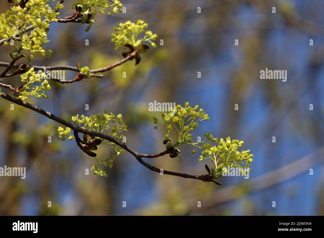 Blooming branches of the maple tree. Spring blossom Stock Photo - Alamy