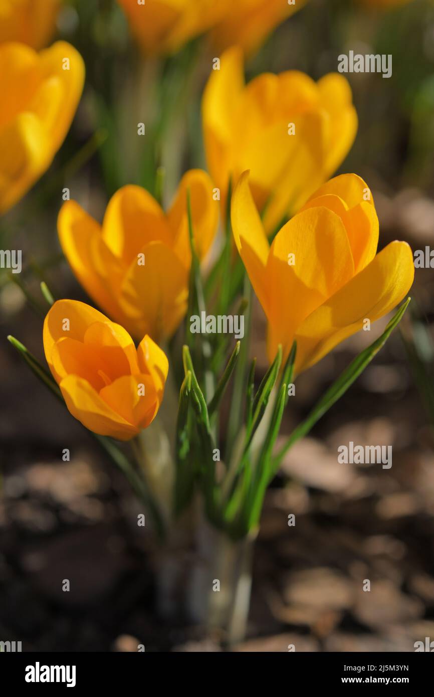 Close-up view of flowers of yellow crocus, Crocus flavus, the cultivar ...