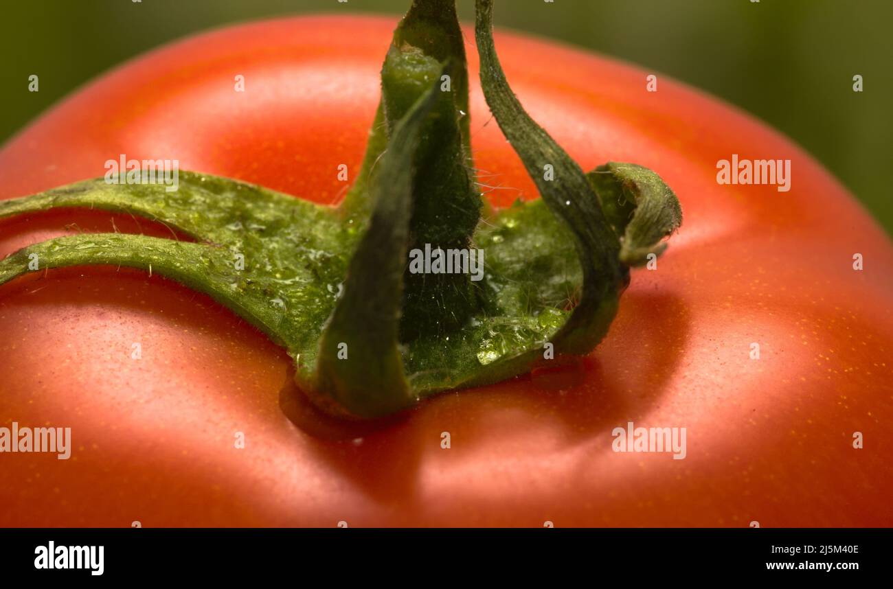 Closeup image of a ripe red tomato and its stem, taken in a diffused ...