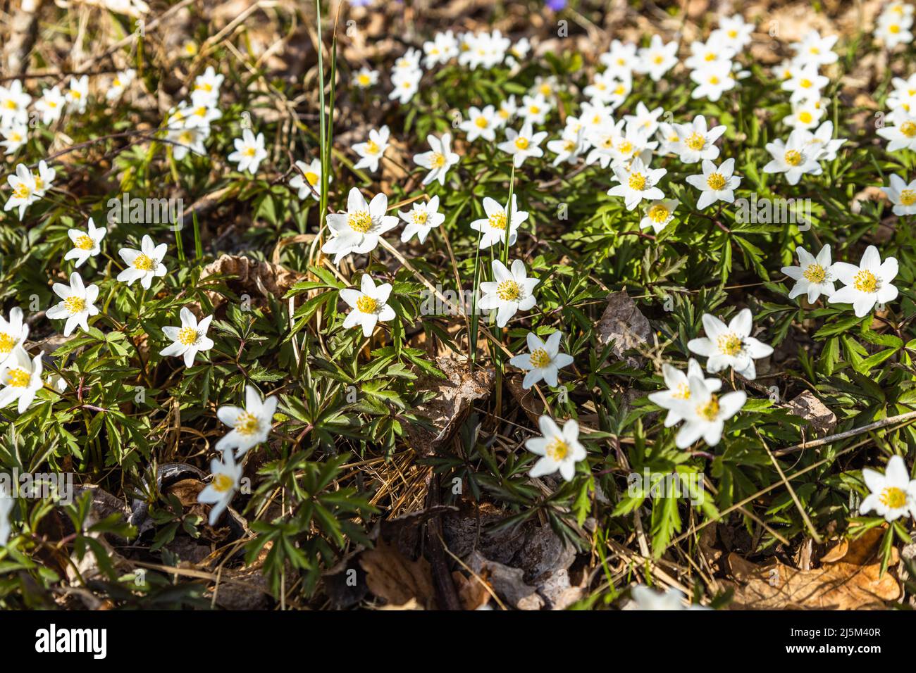 First spring flower, white wildflower or Hepatica Nobilis blooming in ...