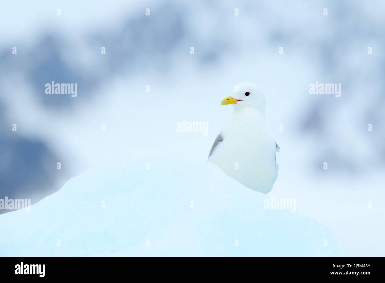 Bird on the ice, winter scene from Arctic. Black-legged Kittiwake ...