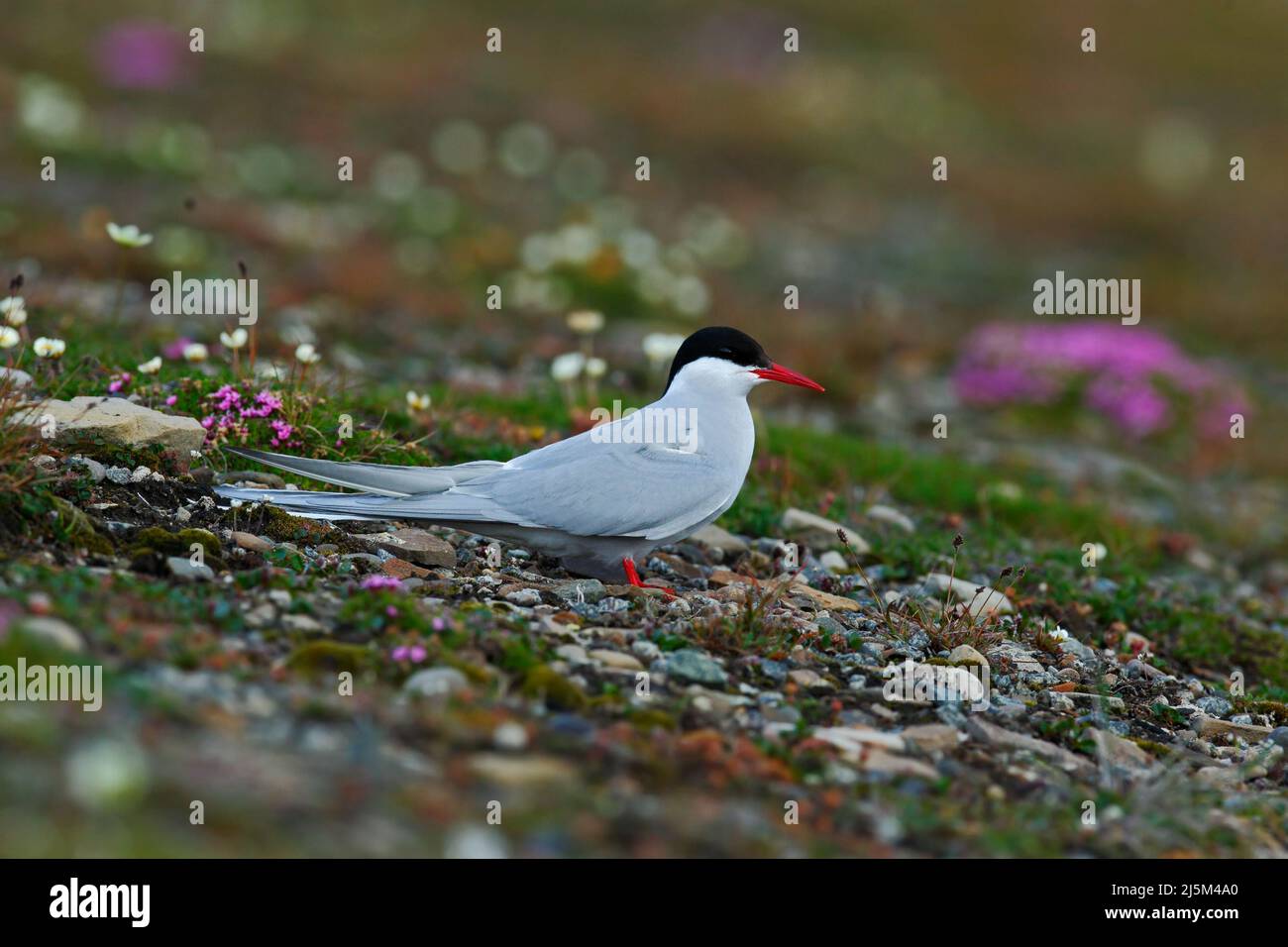 White bird with black cap, Arctic Tern, Sterna paradisaea, with Arctic ...
