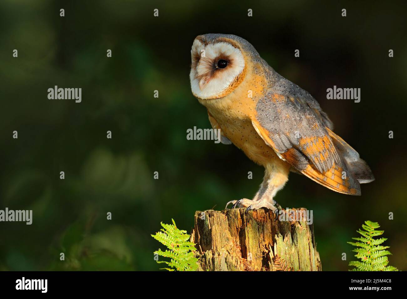 Barn owl tyto alba in cemetery hi-res stock photography and images - Alamy