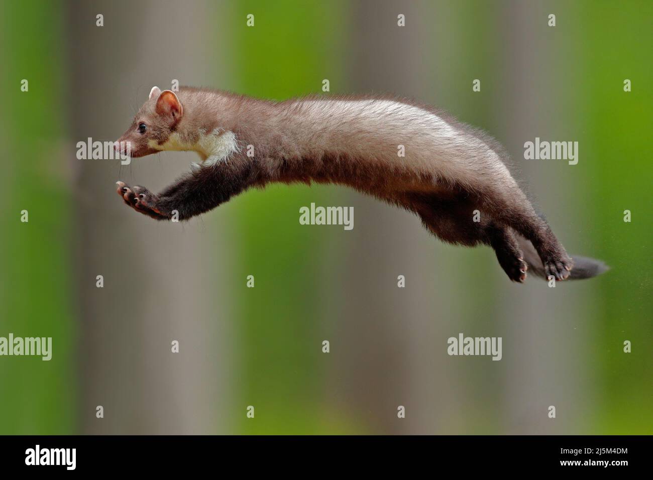 Flying cute forest animal. Jumping beech marten, small opportunistic ...