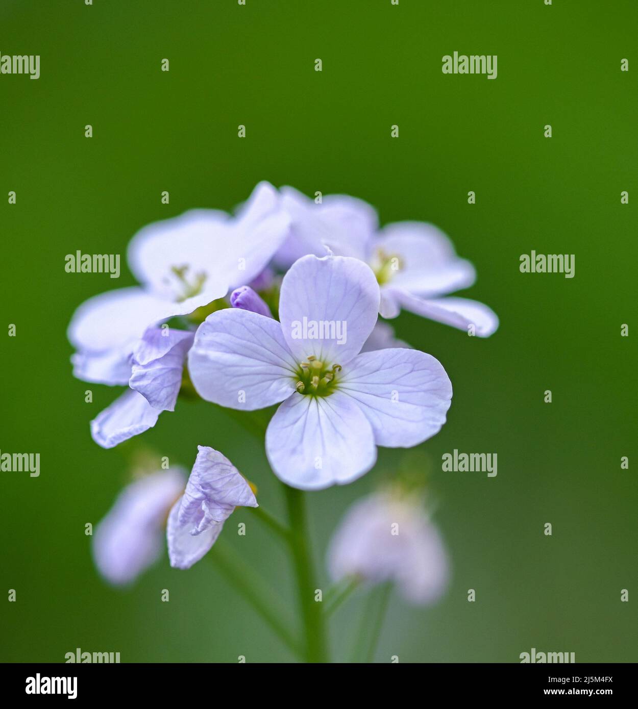 Cuckoo flower leaf hi-res stock photography and images - Alamy