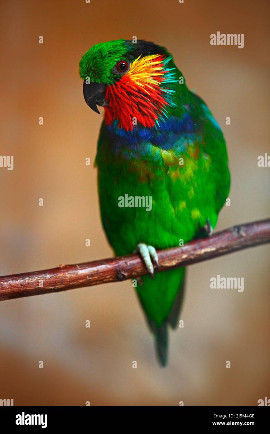 Edwards's fig parrot hi-res stock photography and images - Alamy