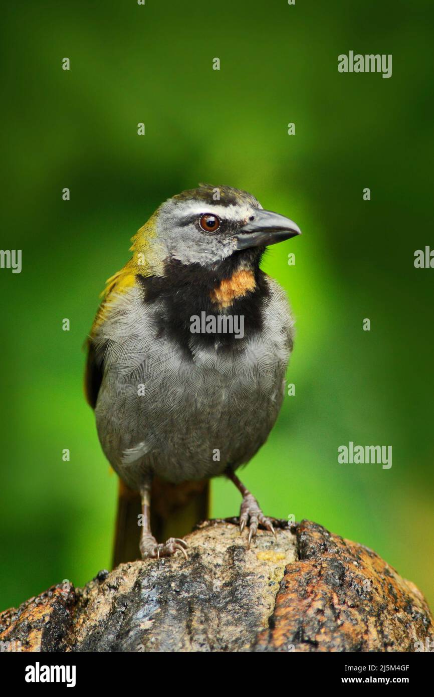 Buff-throated Saltator, Saltator maximus, exotic bird sitting on the ...